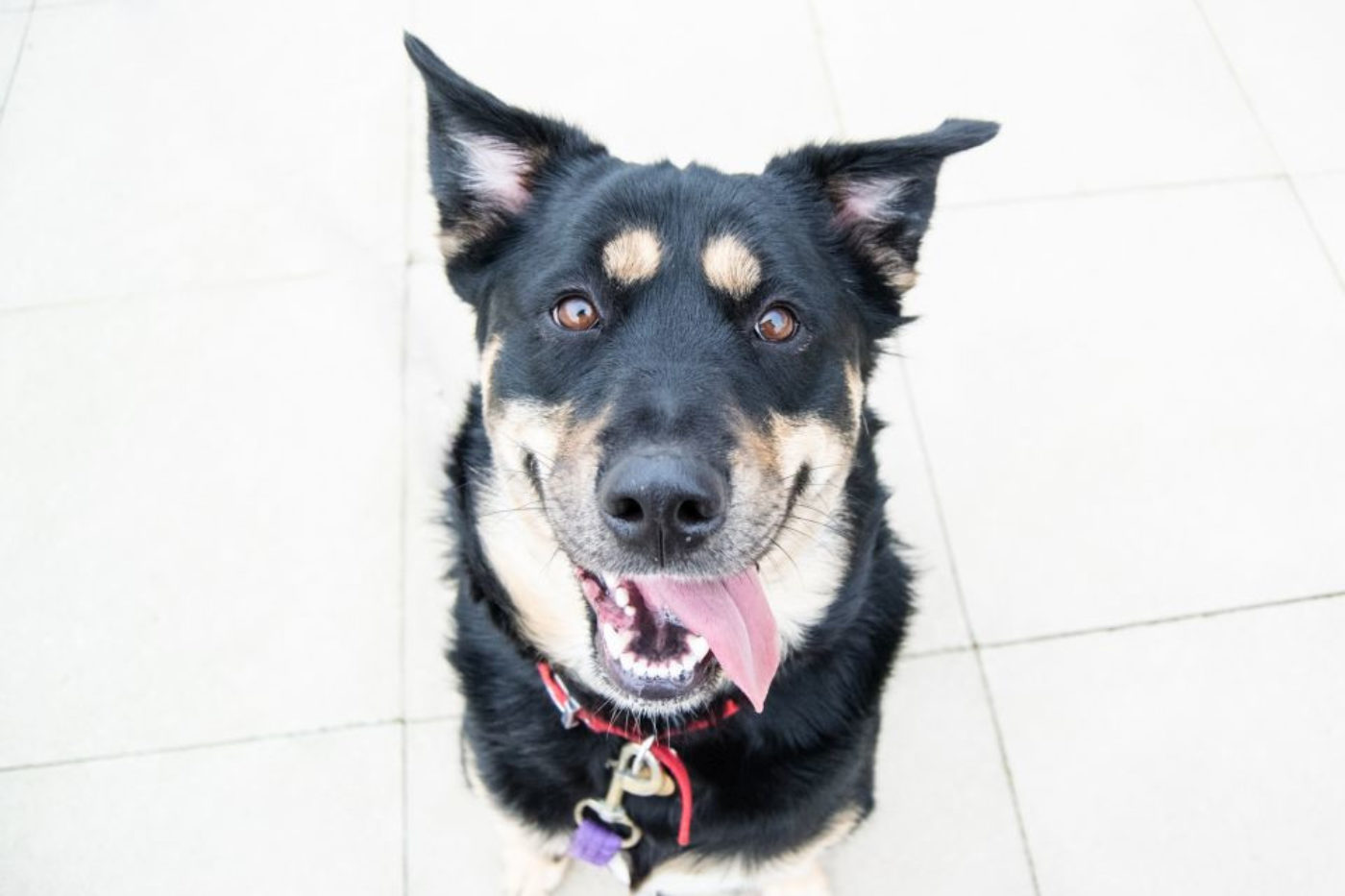 How to adopt a dog | Woodgreen Pets Charity