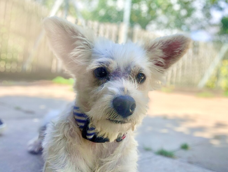 Meet Grant, featured on The Dog House | Wood Green, The Animals Charity