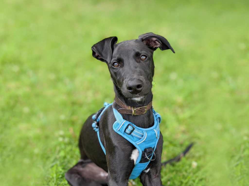 Meet Trinity | The Dog House stars | Woodgreen Pets Charity