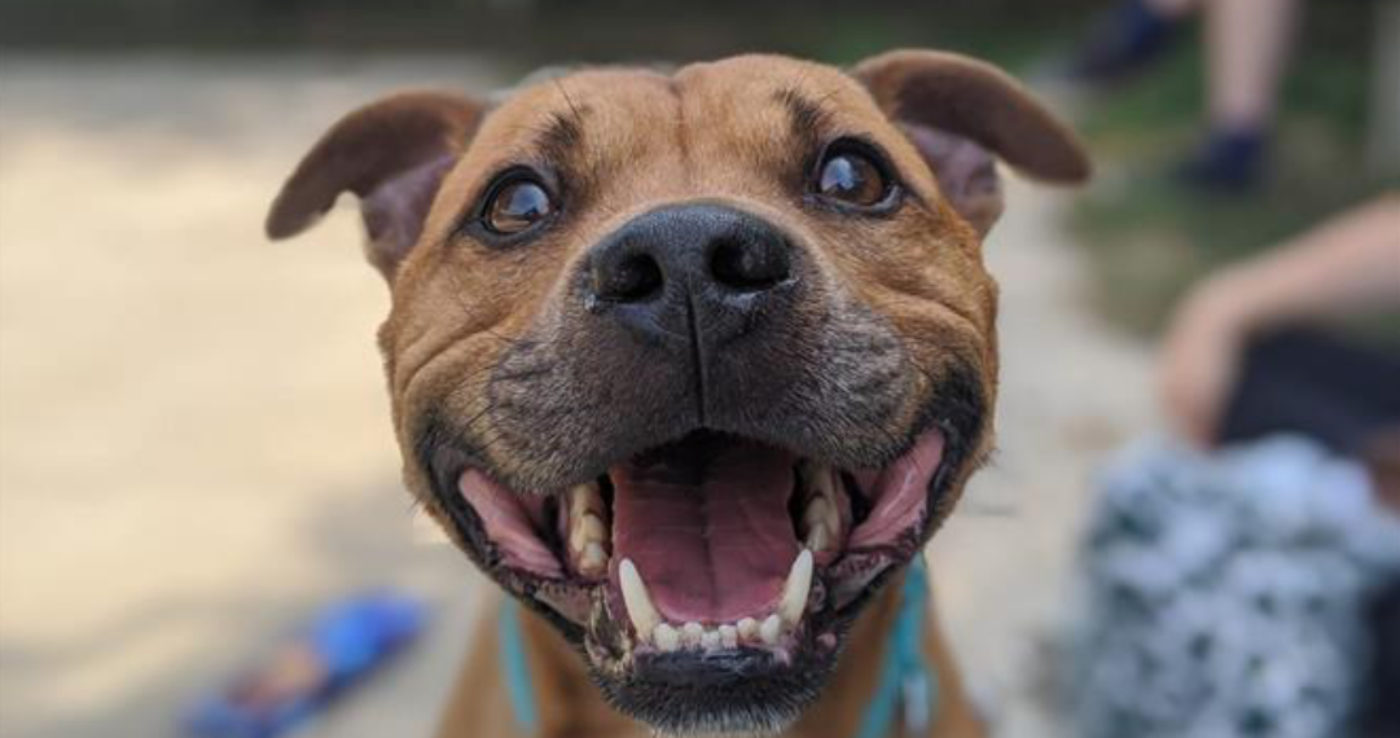 Lola and Bailey look for a home on The Dog House at Woodgreen