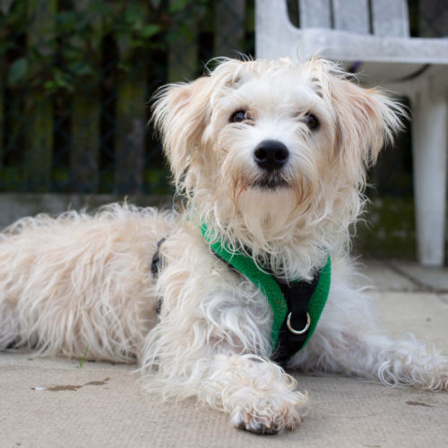 Harry the West Highland Terrier Cross| Woodgreen Pets Charity