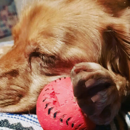 Meet Lottie the Cocker Spaniel | Woodgreen Pets Charity