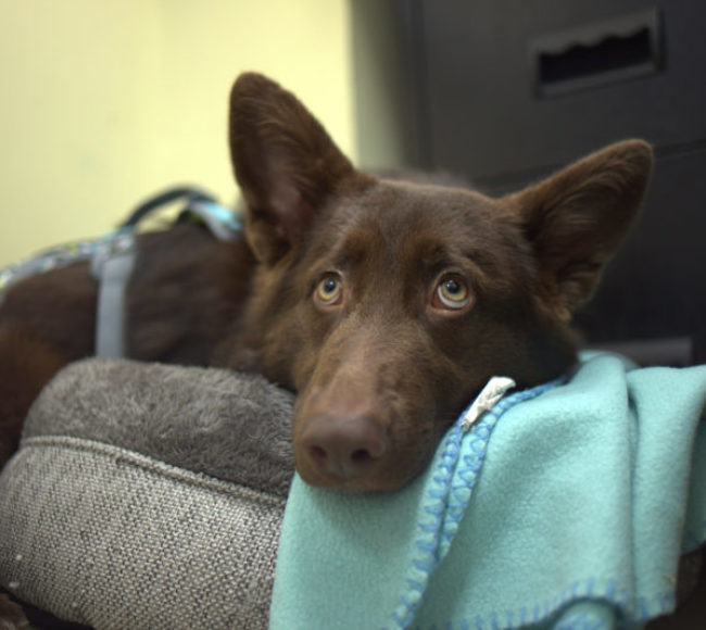 How we help | Woodgreen Pets Charity