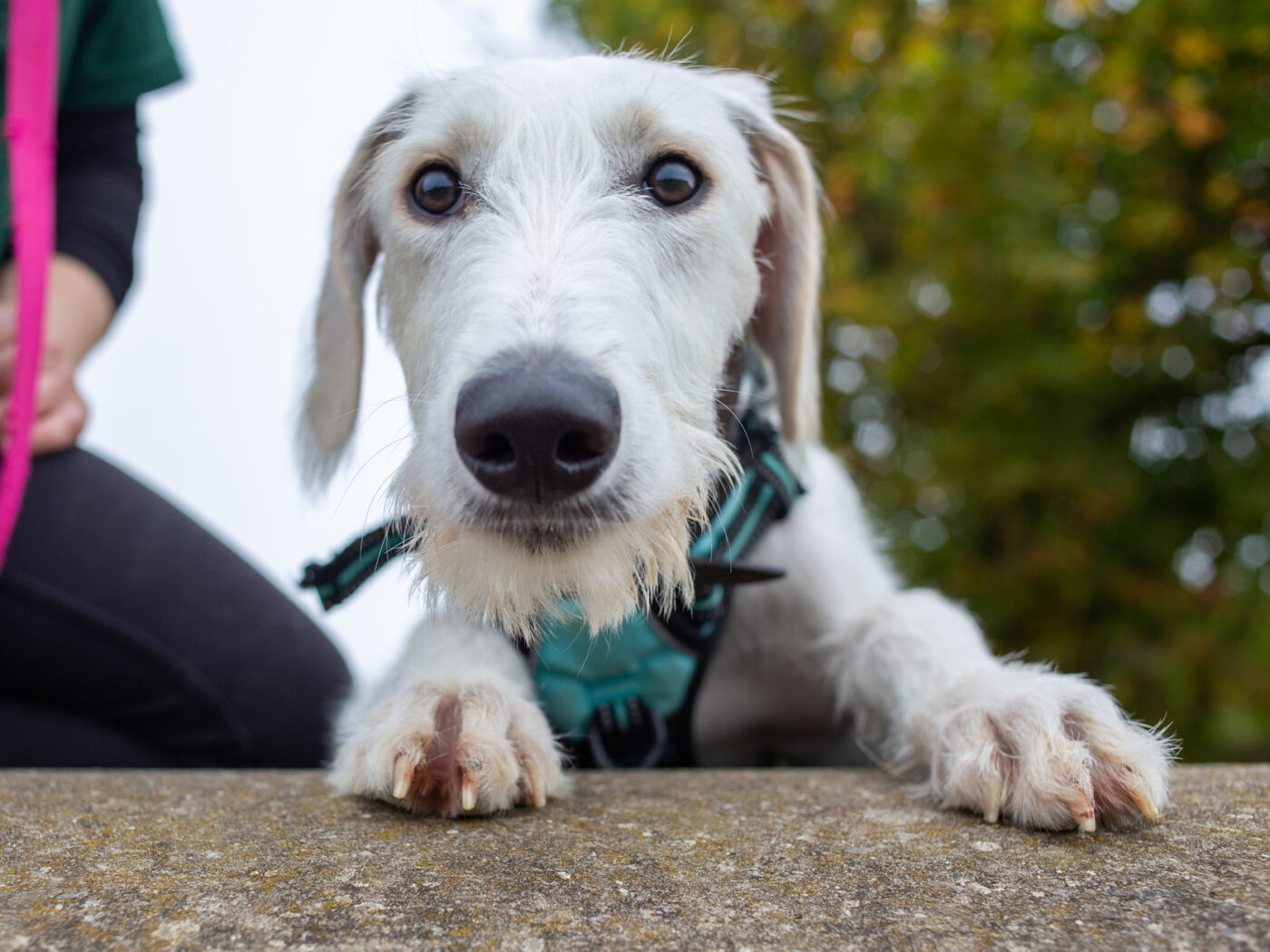 How we help | Woodgreen Pets Charity