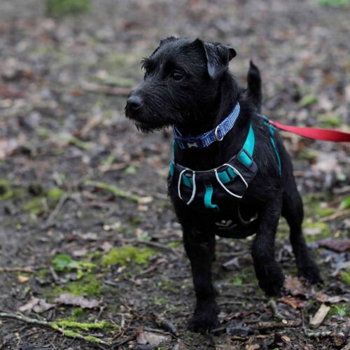 Meet the dogs | Channel 4's The Dog House | Woodgreen Pets Charity